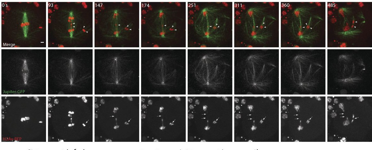 Biophysics | Department of Physics